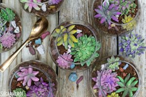 Edible Terrariums - SugarHero