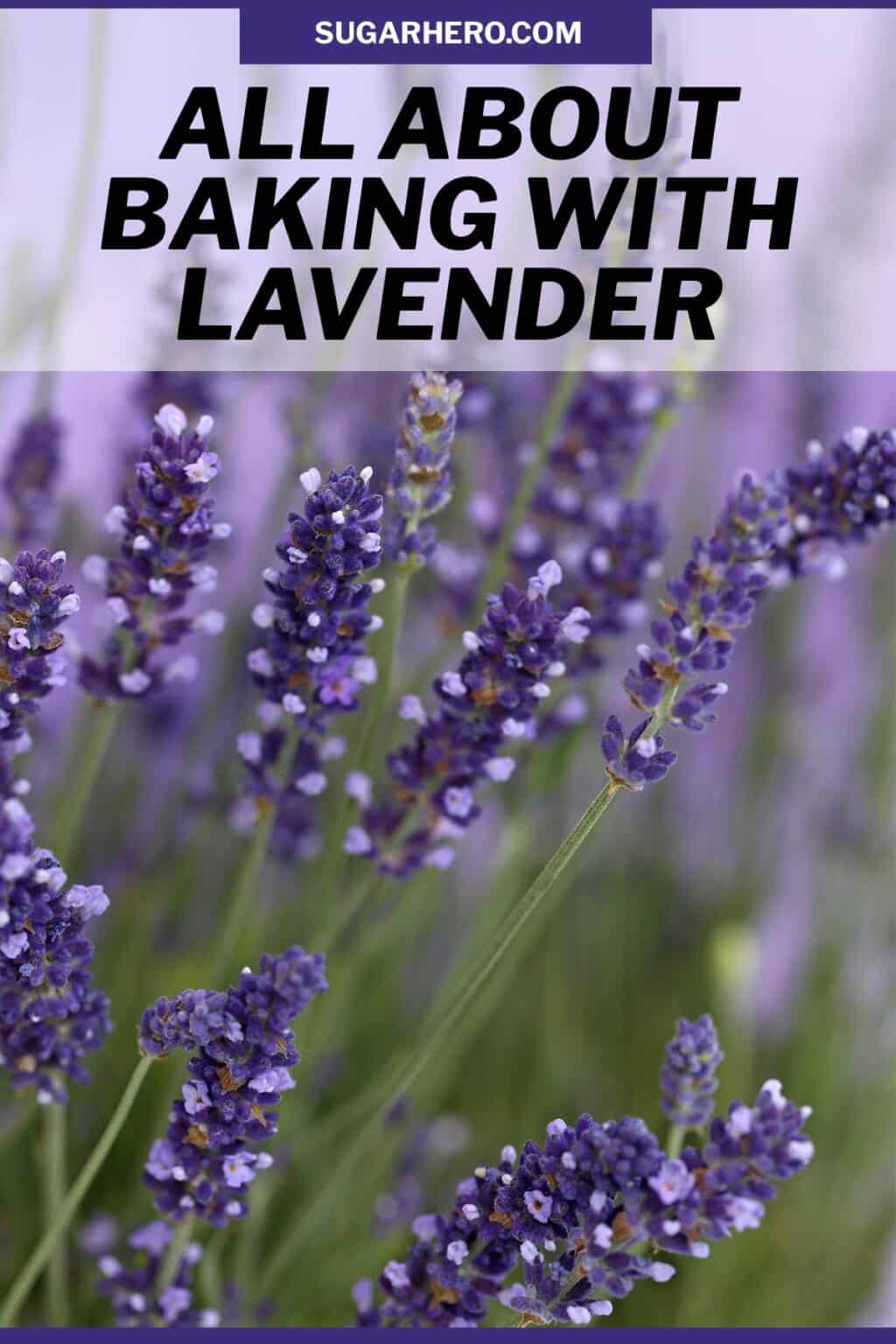 Baking with Lavender: All About Culinary Lavender - SugarHero